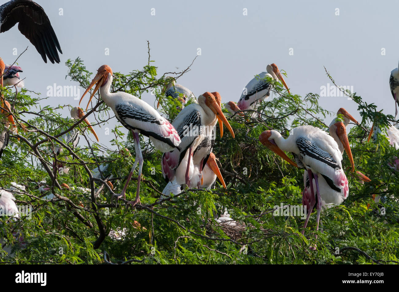 Colony of storks hi-res stock photography and images - Alamy