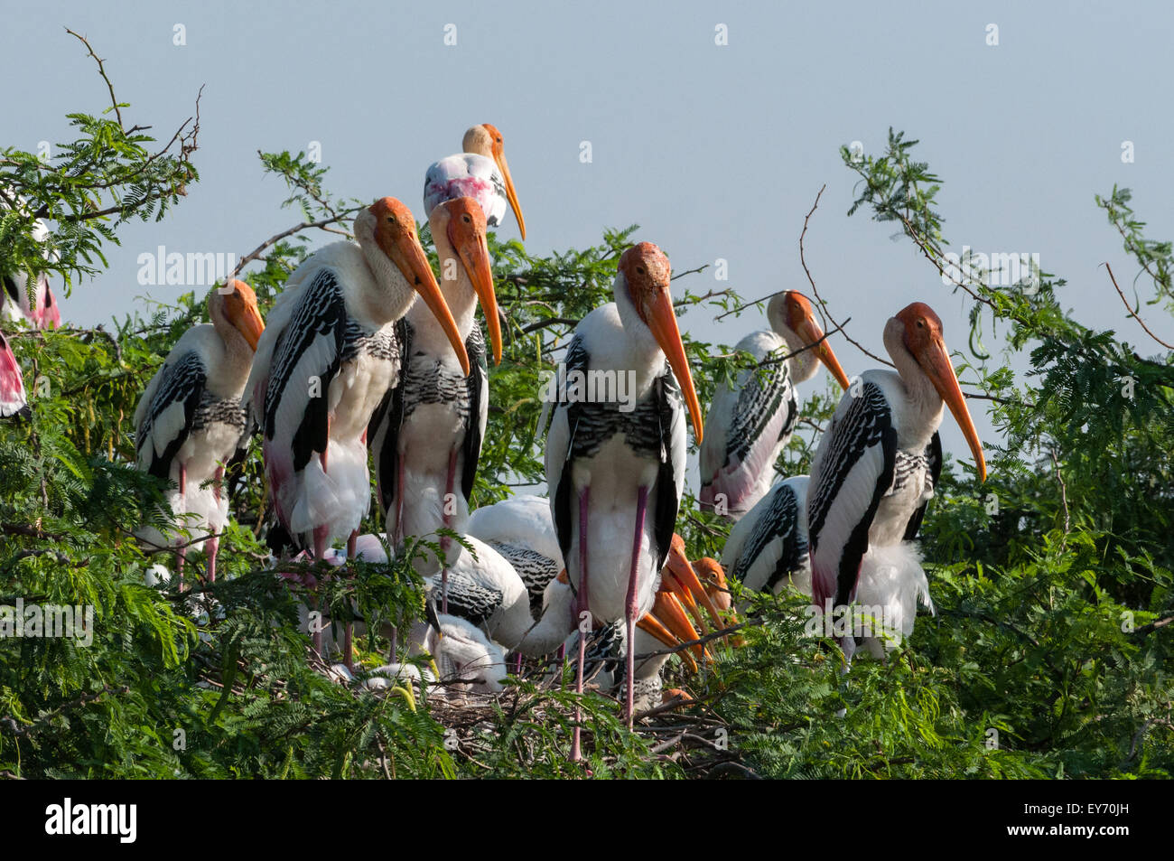 Colony of storks hi-res stock photography and images - Alamy
