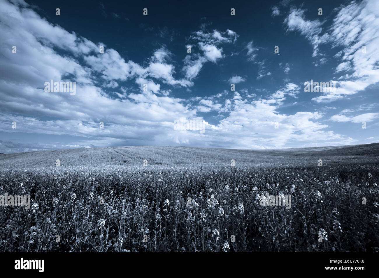 Beautiful summer field at night Stock Photo - Alamy