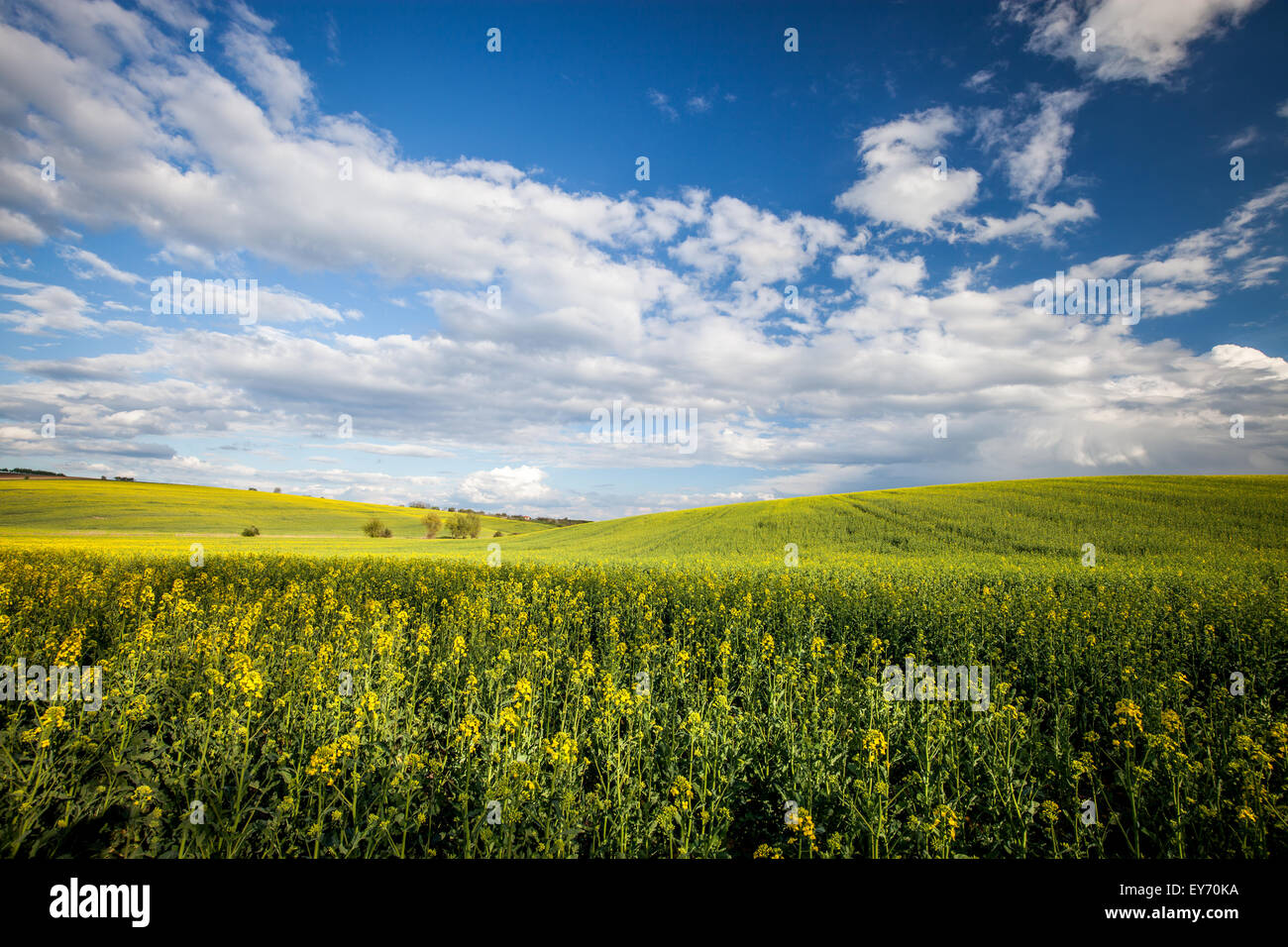 Beautiful summer field at sunny day Stock Photo - Alamy