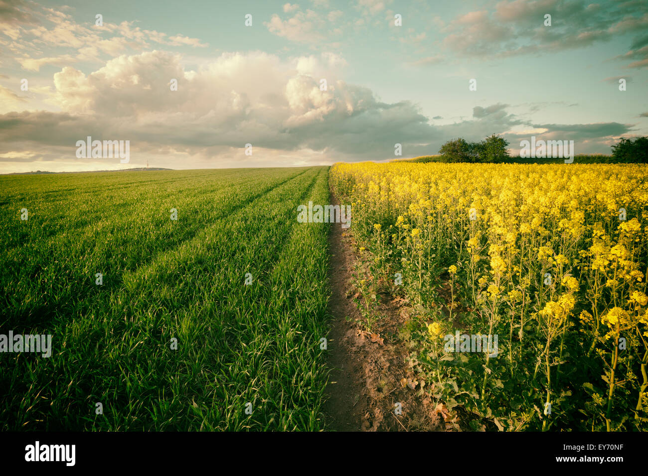 Vintage style photo of beautiful field landscape Stock Photo - Alamy
