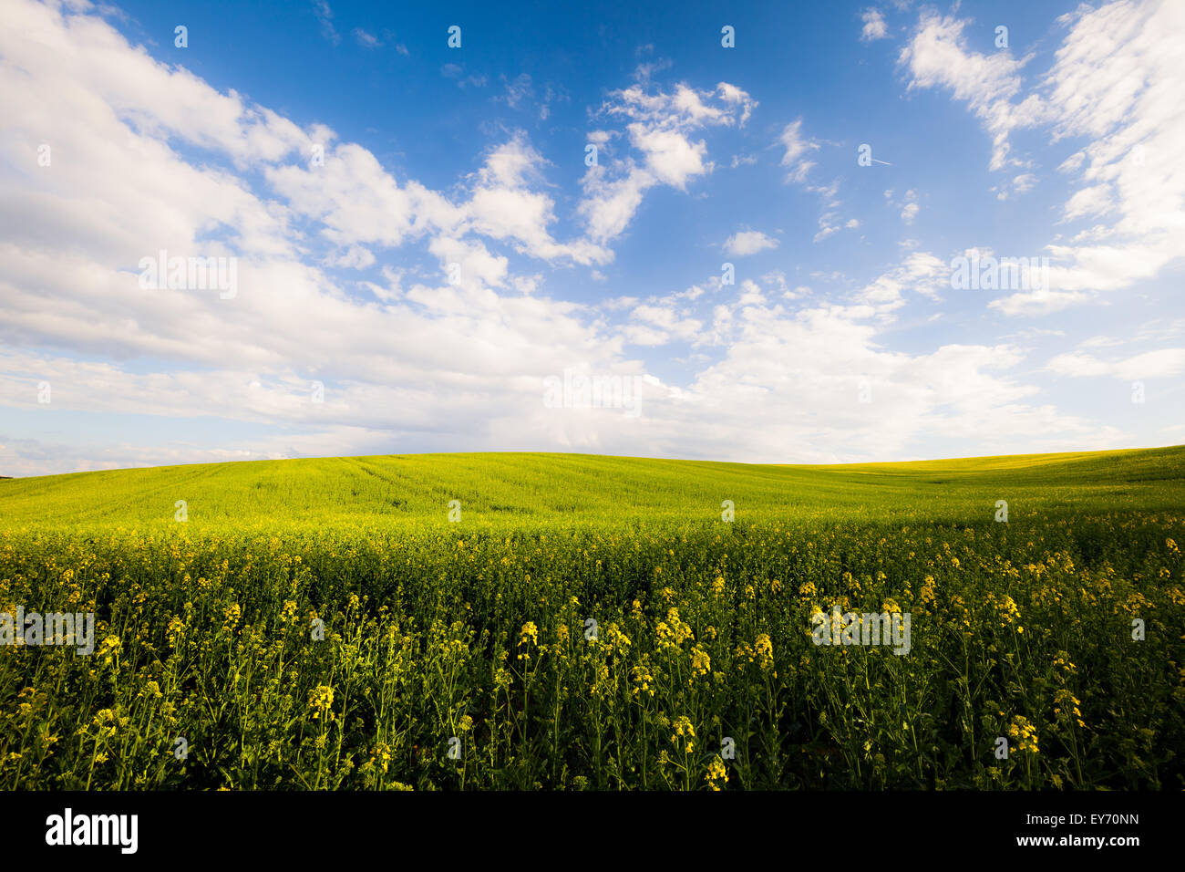 Beautiful summer field at sunny day Stock Photo - Alamy