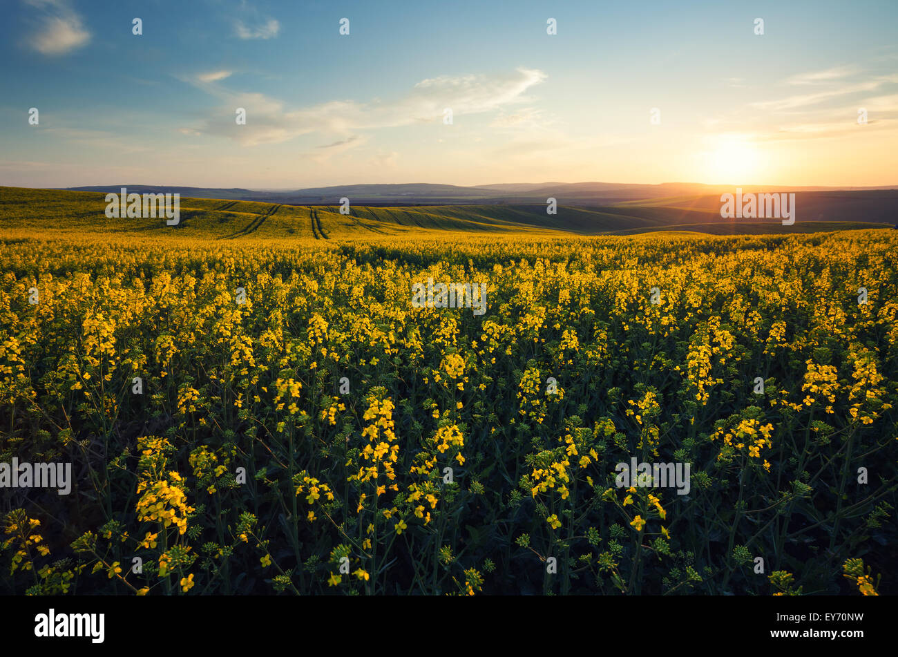 Beautiful yellow field sunny landscape Stock Photo - Alamy