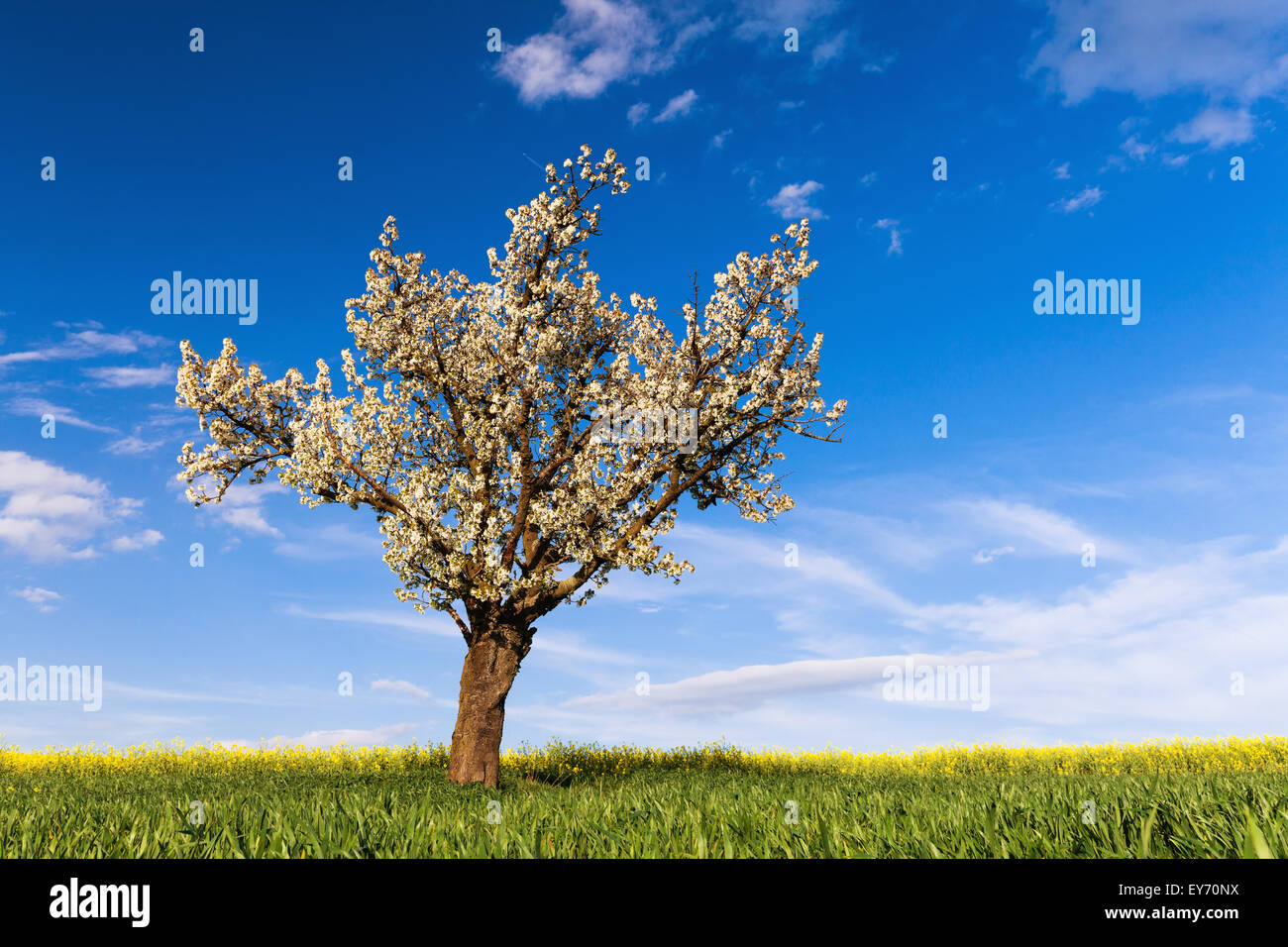 Field, tree and blue sky. Nature background Stock Photo - Alamy