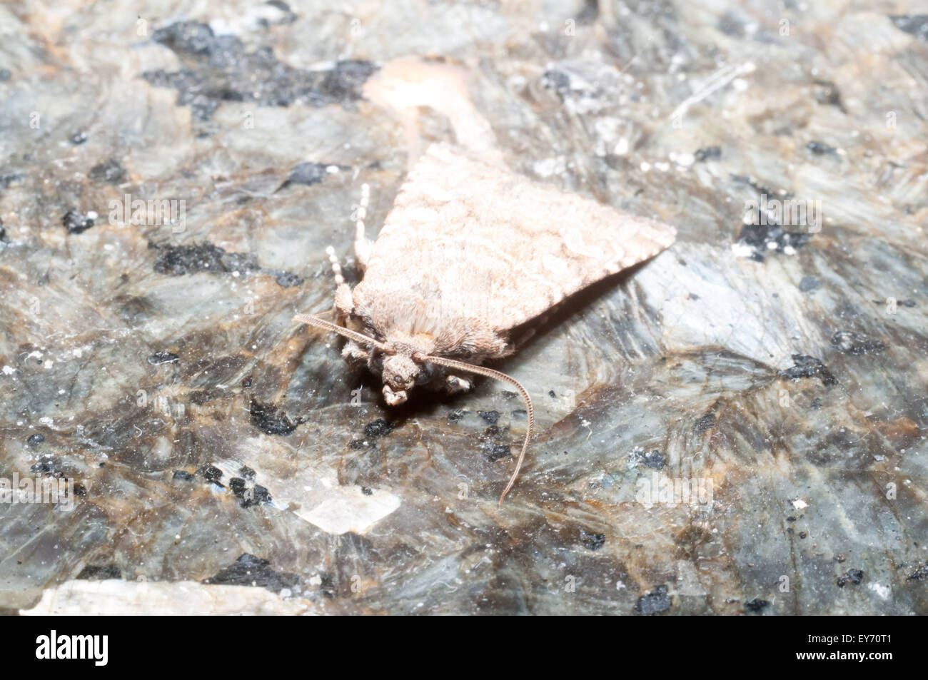 Night Insect Brown Moth Stock Photo - Alamy