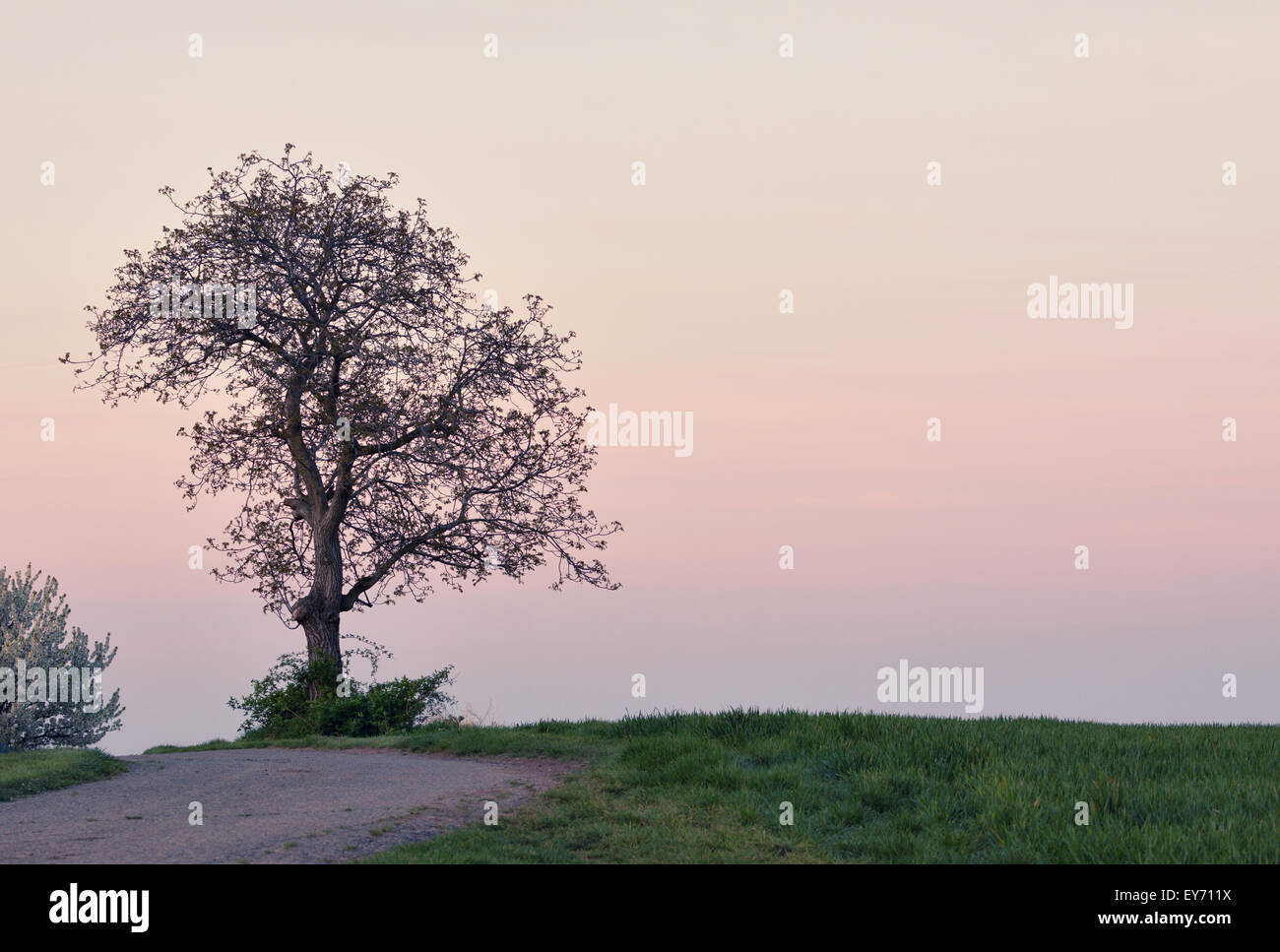 Beautiful countryside landscape with lonely tree Stock Photo - Alamy
