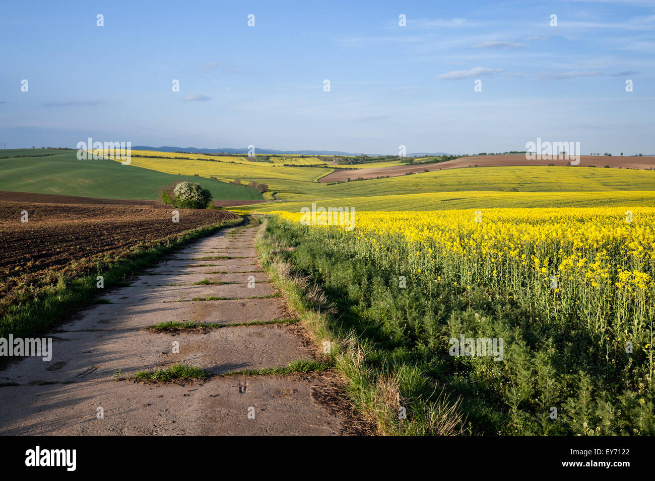 Beautiful yellow field countryside landscape Stock Photo - Alamy