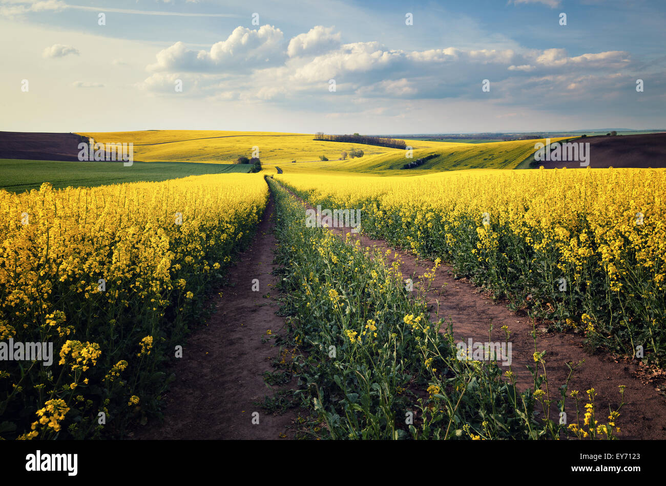 Beautiful yellow field landscape Stock Photo - Alamy