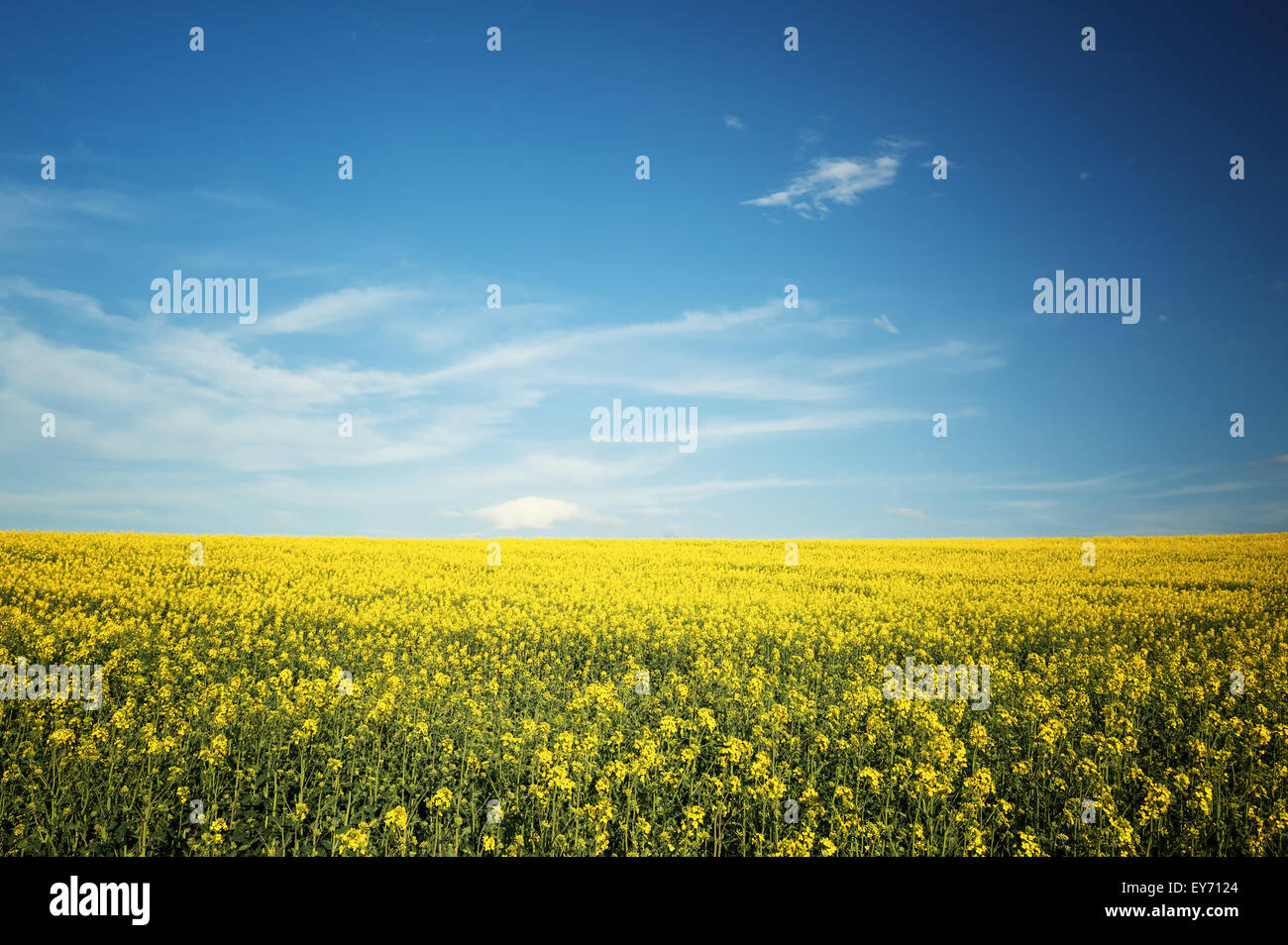 Beautiful yellow field landscape Stock Photo - Alamy