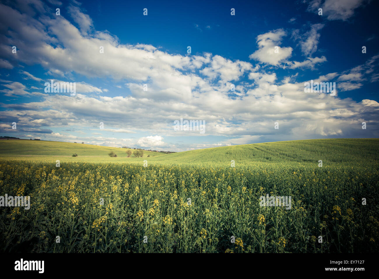 Beautiful yellow field landscape Stock Photo - Alamy