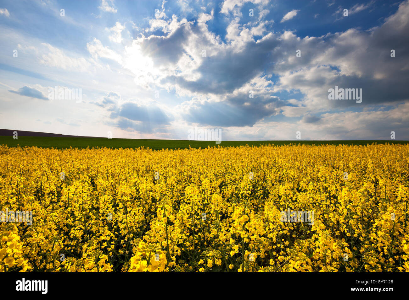 Beautiful yellow field sunny landscape Stock Photo - Alamy