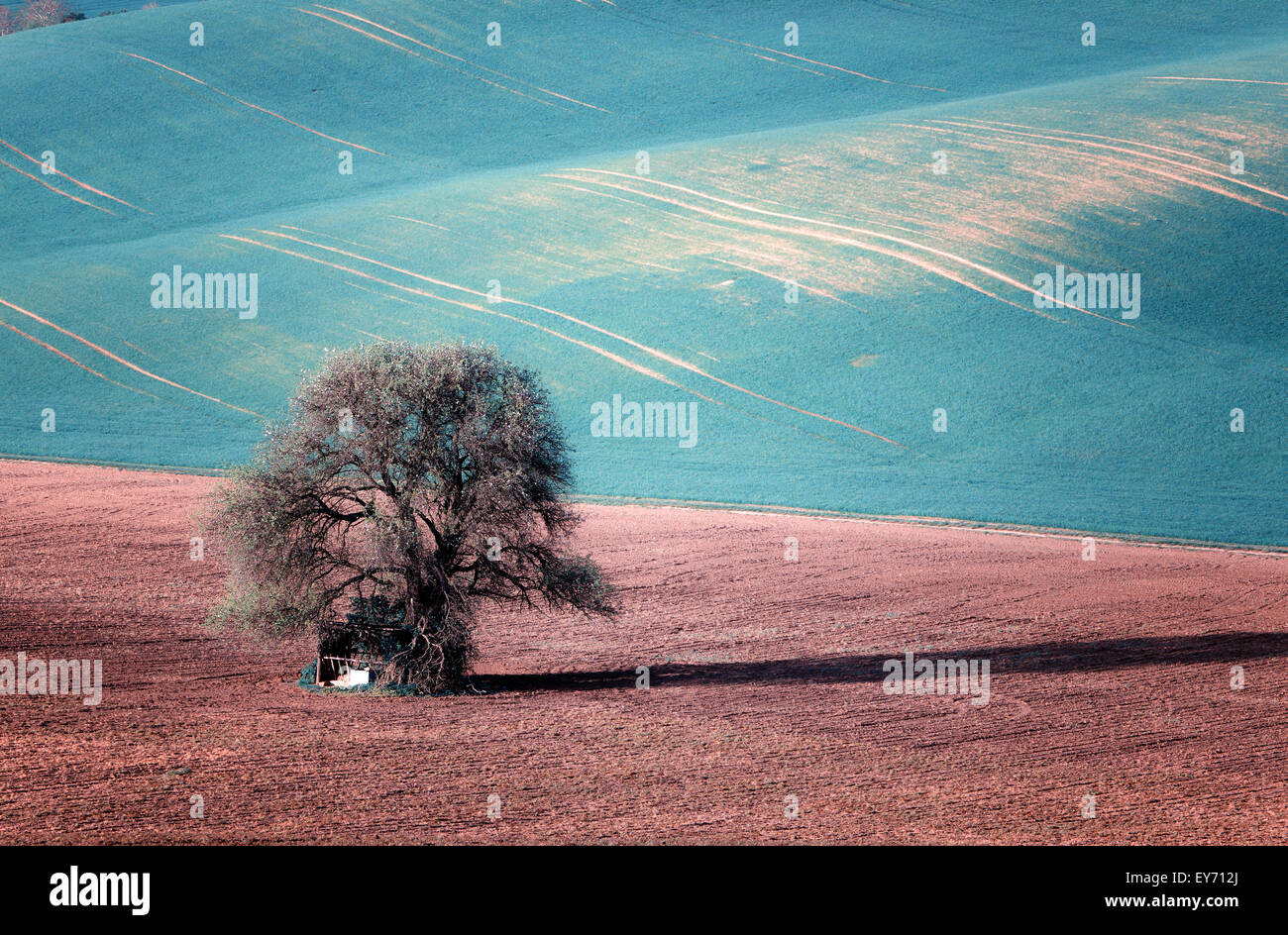 Lonely tree over spring fields Stock Photo - Alamy