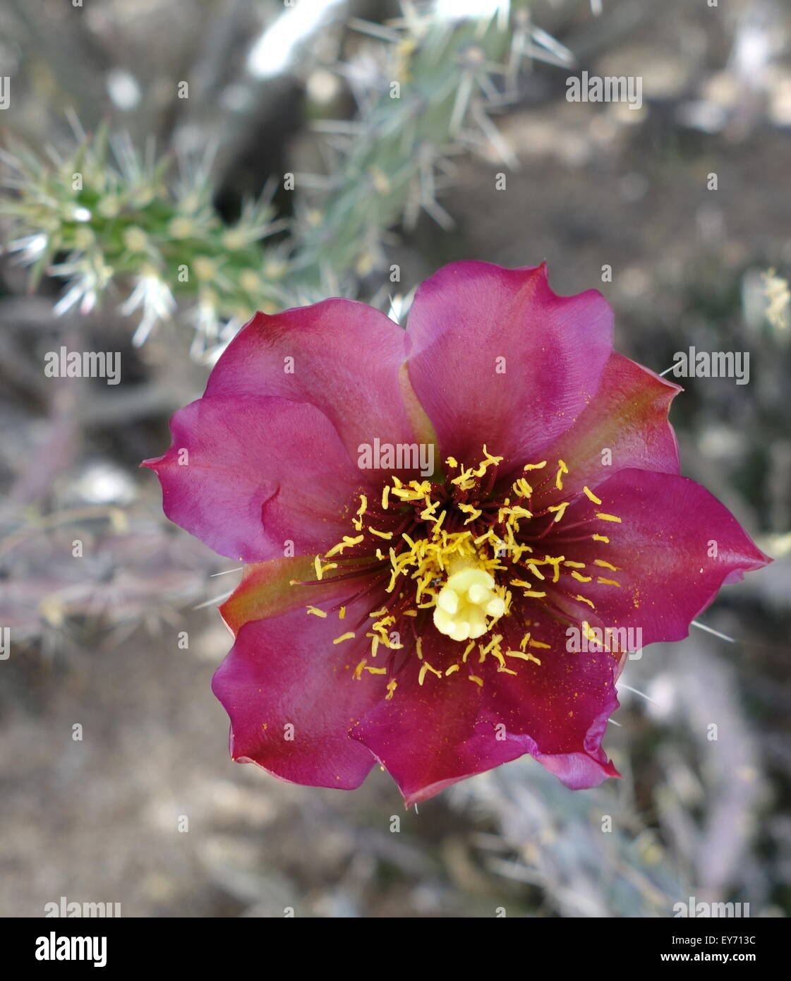 Red phoenix flower hi-res stock photography and images - Alamy
