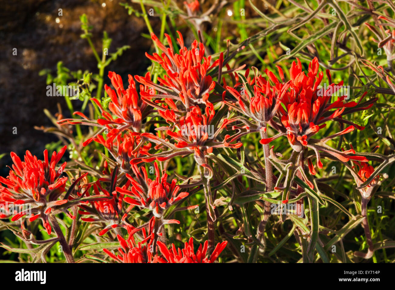 Desert paintbrush, also known as snapdragon Stock Photo - Alamy