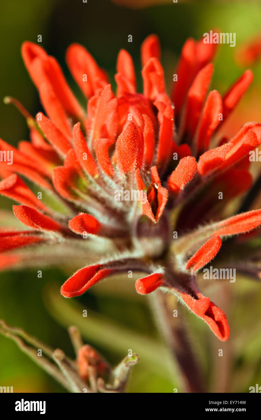 Desert paintbrush, also known as snapdragon Stock Photo - Alamy