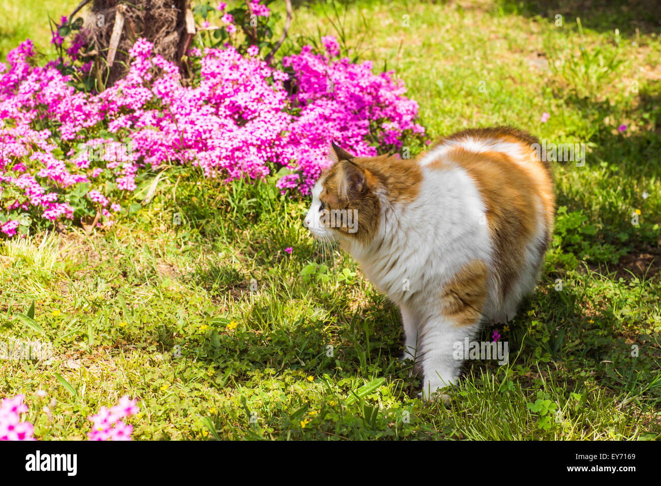 cute cat in the flowers Stock Photo - Alamy