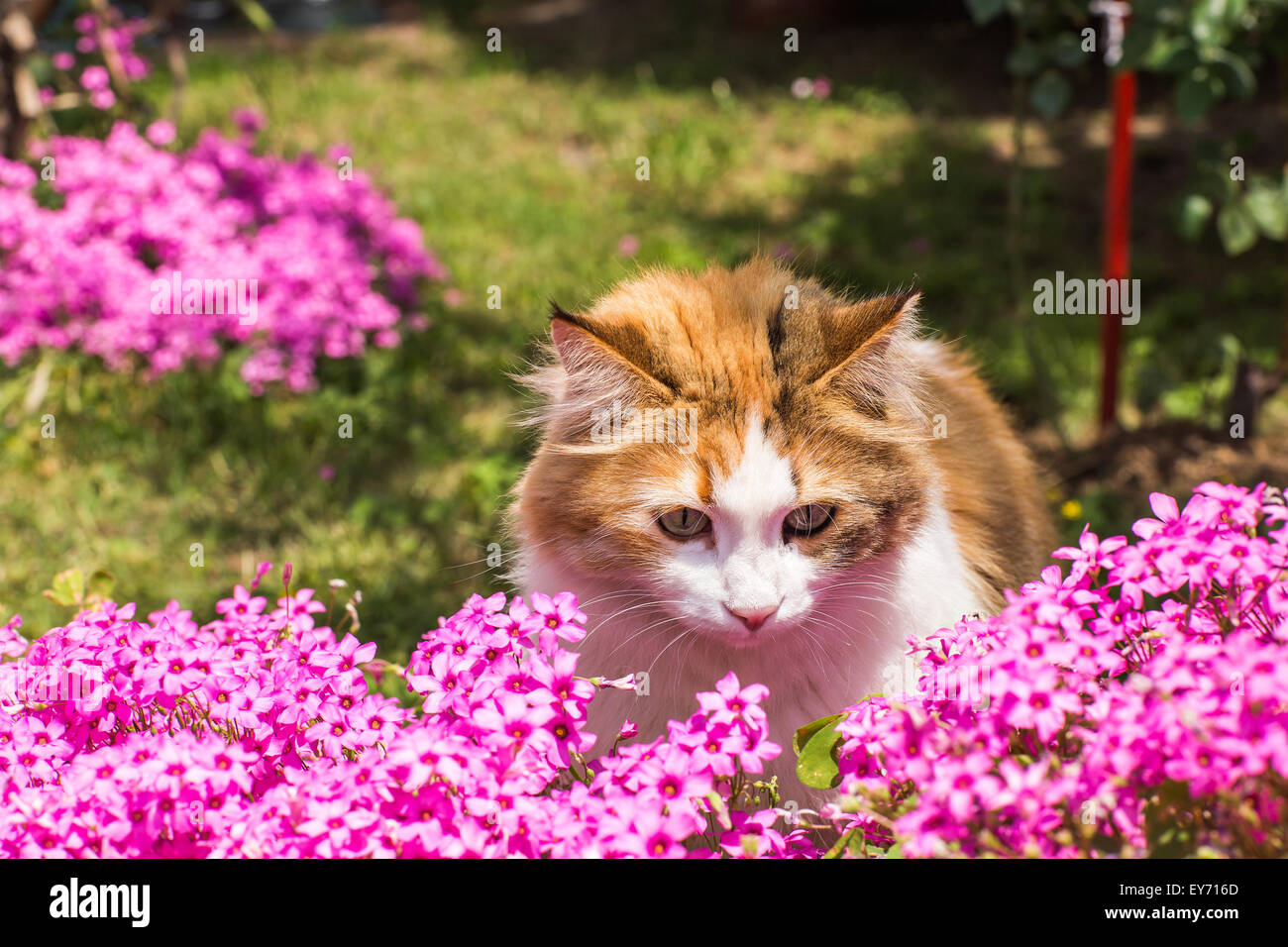 cute cat in the flowers Stock Photo - Alamy