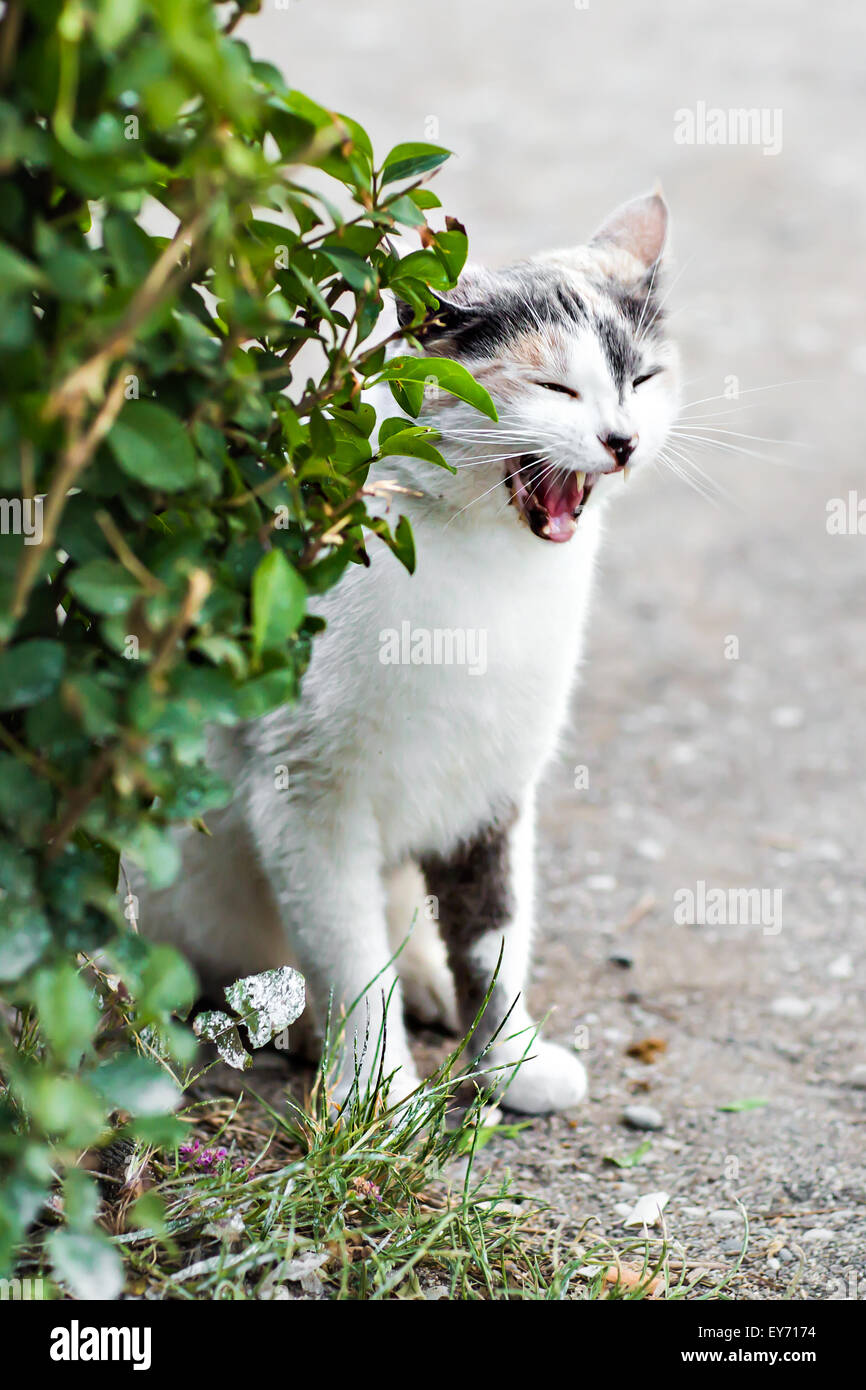funny cat yawning mouth full Stock Photo - Alamy