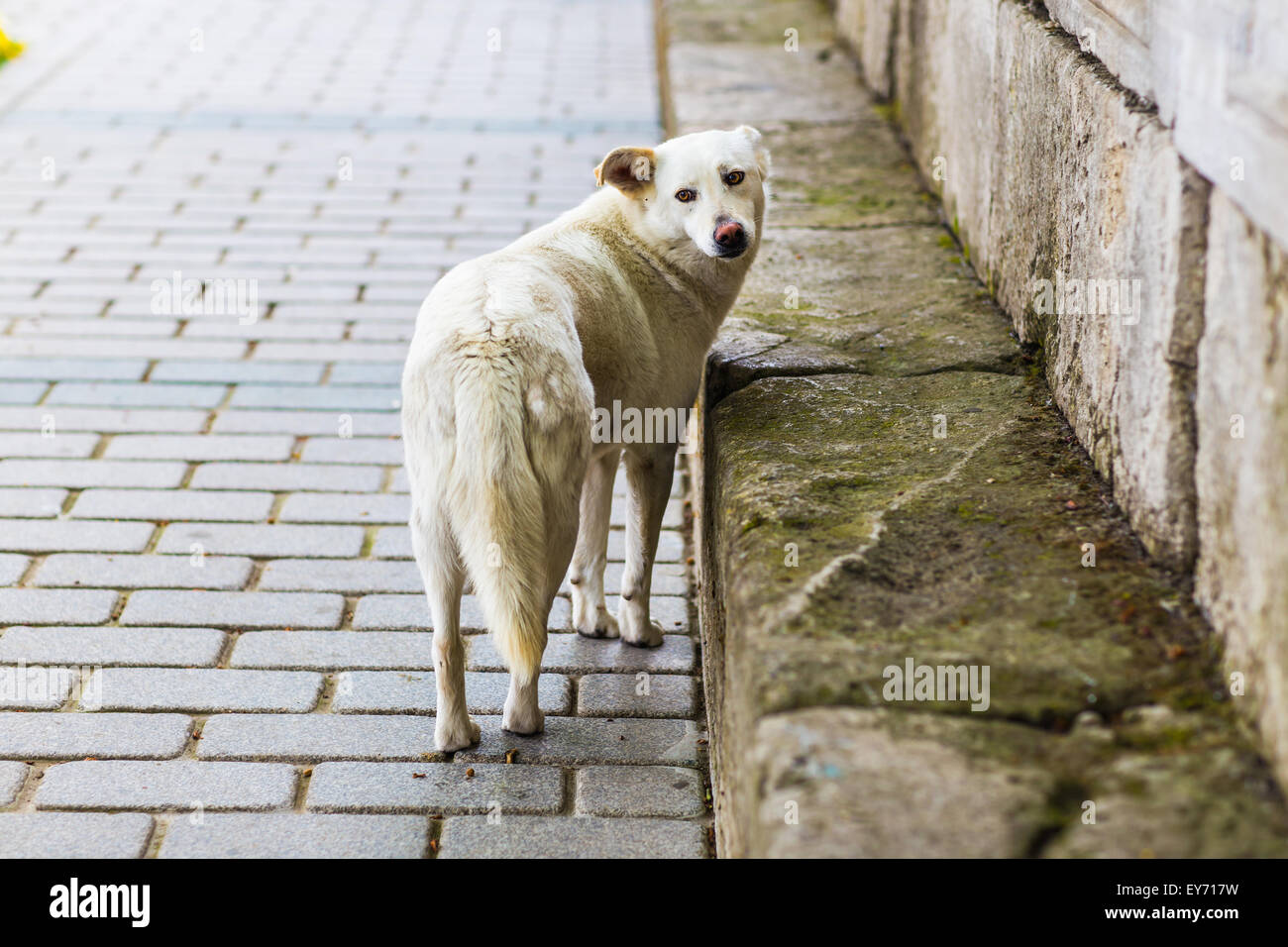 Homeless sad dog Stock Photo - Alamy