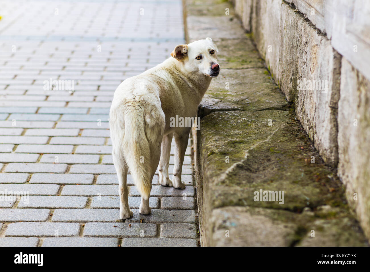 Homeless sad dog Stock Photo - Alamy