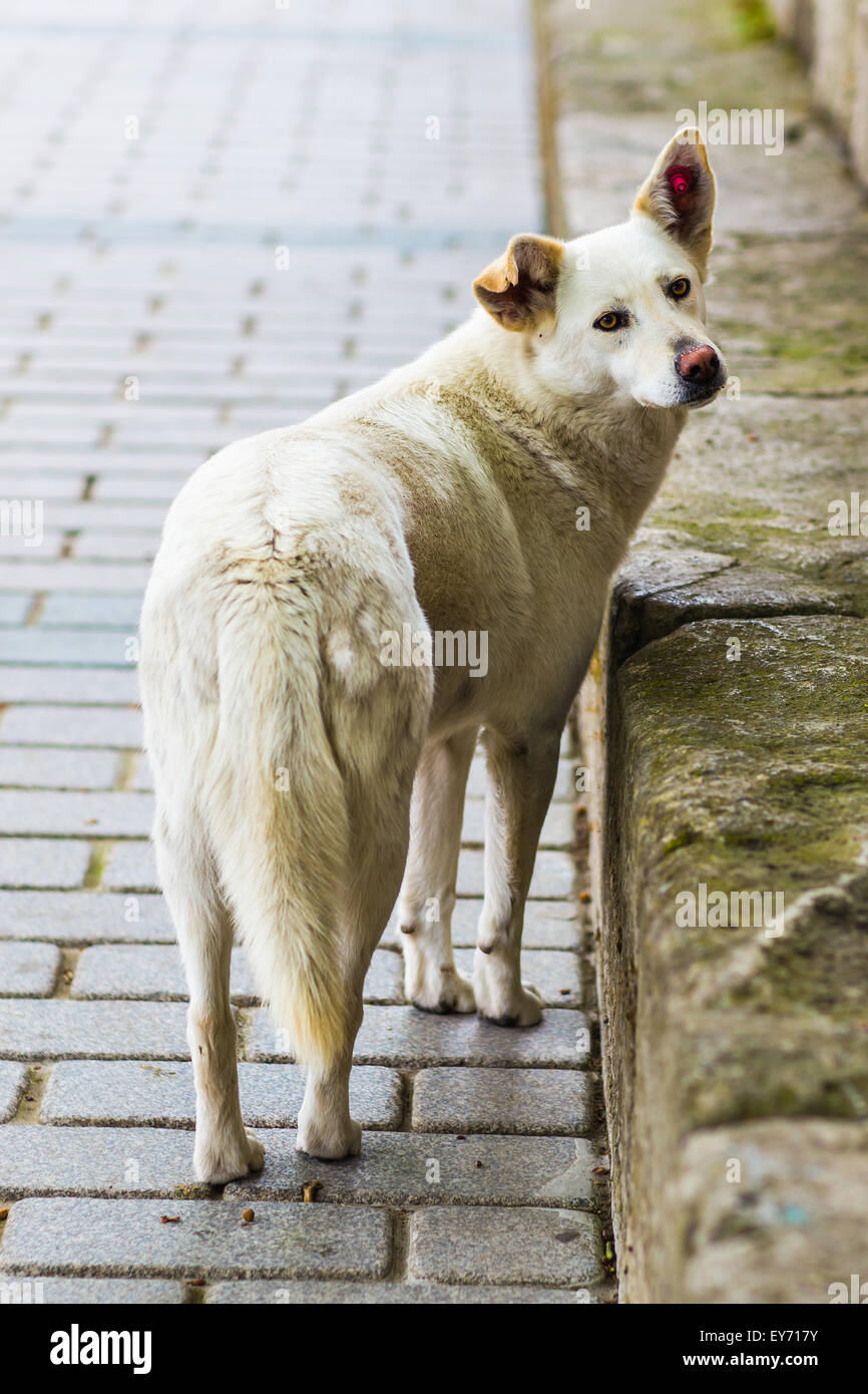 Homeless sad dog Stock Photo - Alamy