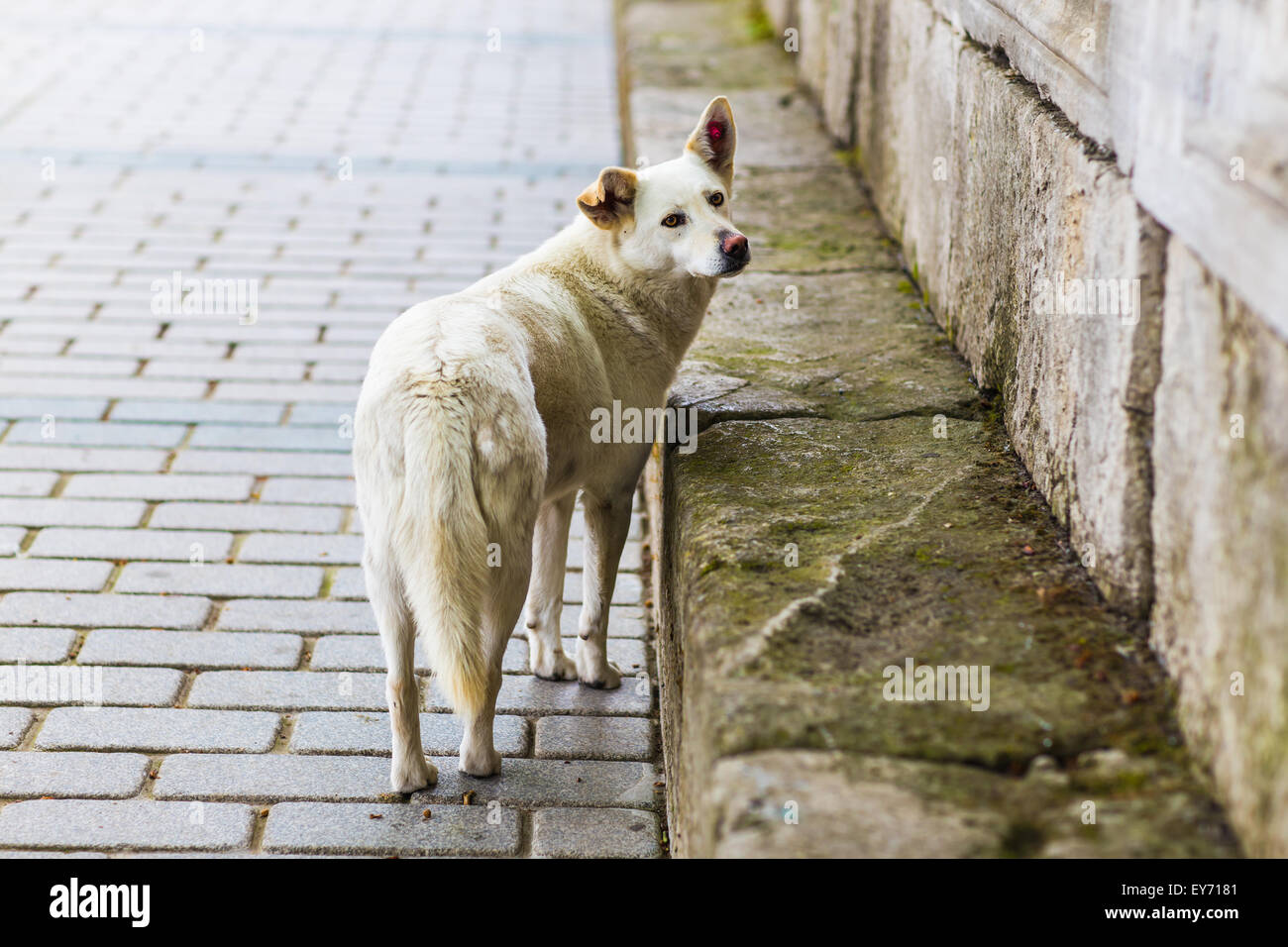 Homeless sad dog Stock Photo - Alamy