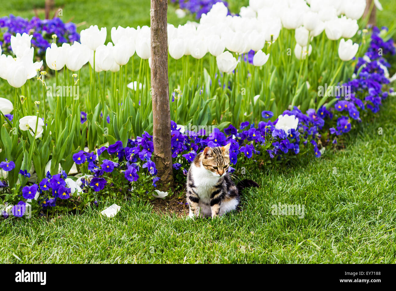 cute cat in the flowers Stock Photo - Alamy