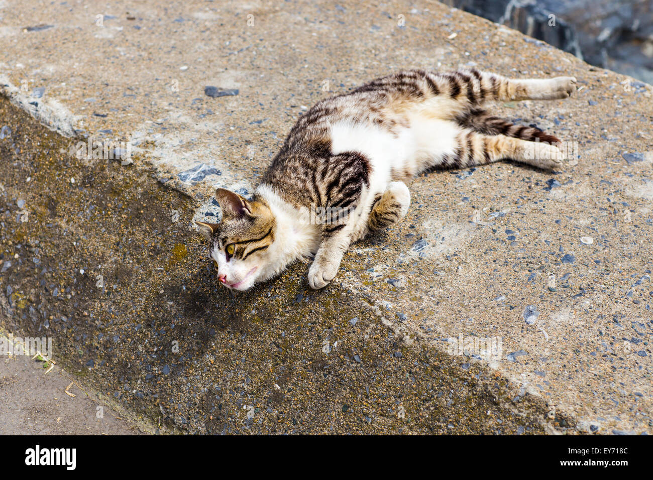 Cat on the beach Stock Photo - Alamy