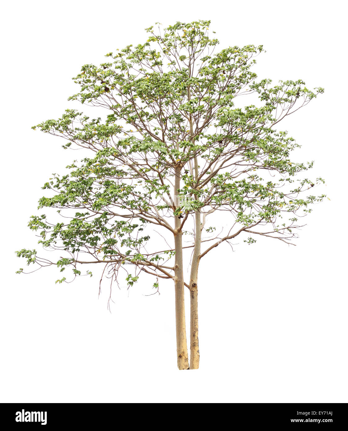 isolated tree on white background Stock Photo - Alamy