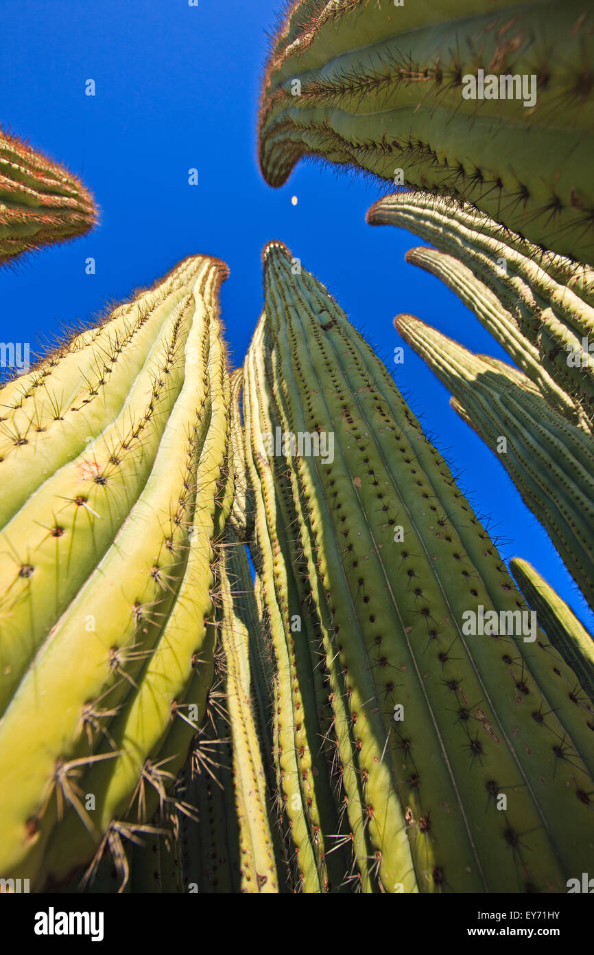 Organ Pipe cactus, Stenocereus thurberi, Organ Pipe National Monument ...