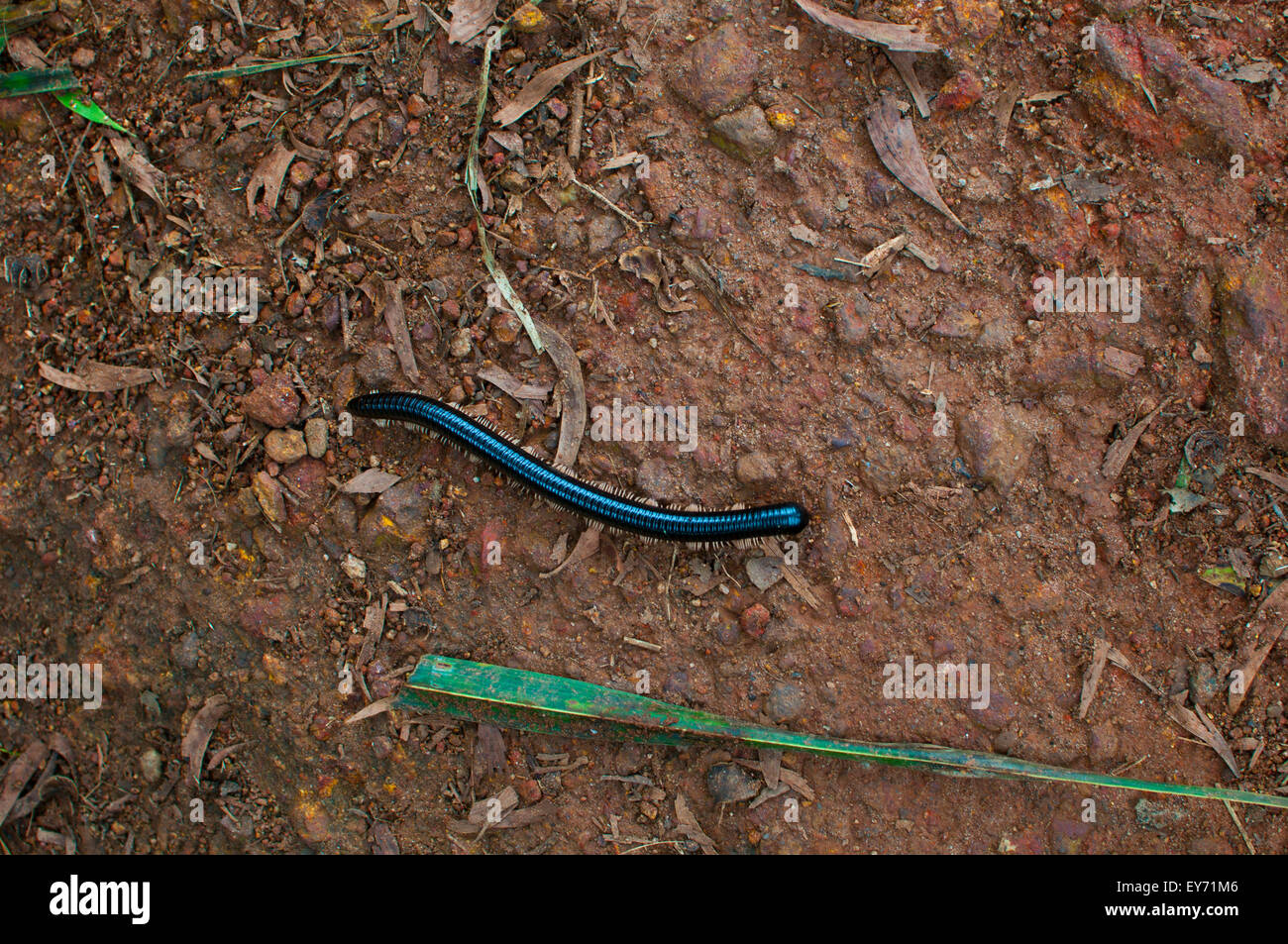 Millipede, Kerala, South India Stock Photo - Alamy
