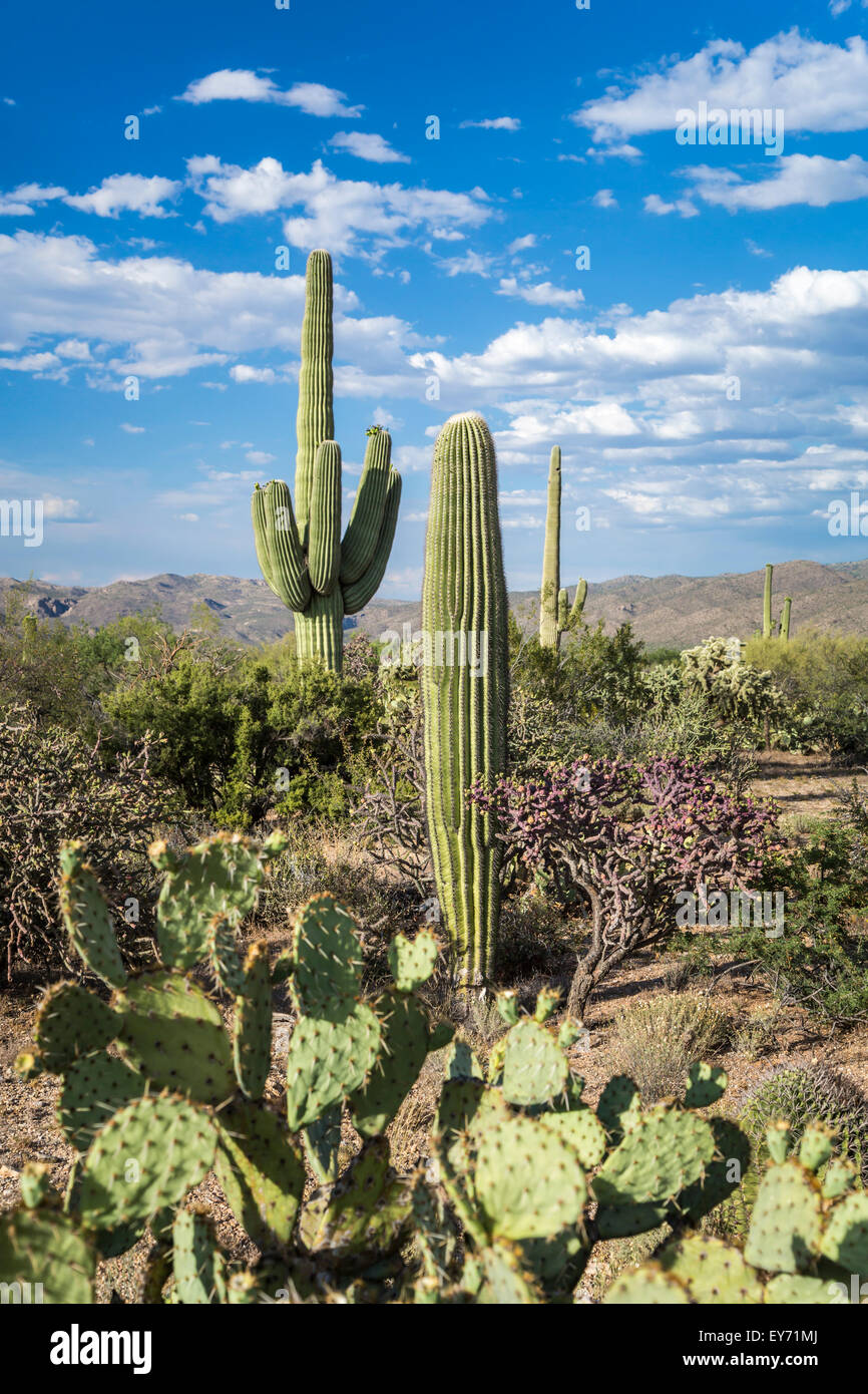 Desert landscape with saguaro cactus in Saguaro National Park near ...