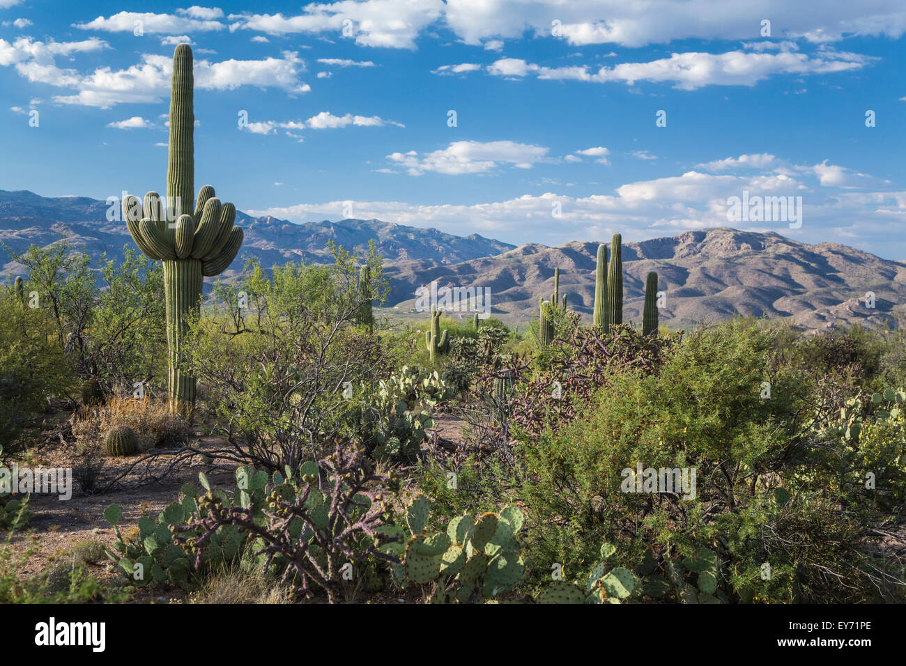 Desert landscape with saguaro cactus in Saguaro National Park near ...