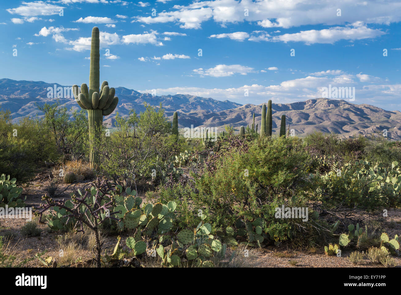 Desert landscape with saguaro cactus in Saguaro National Park near ...