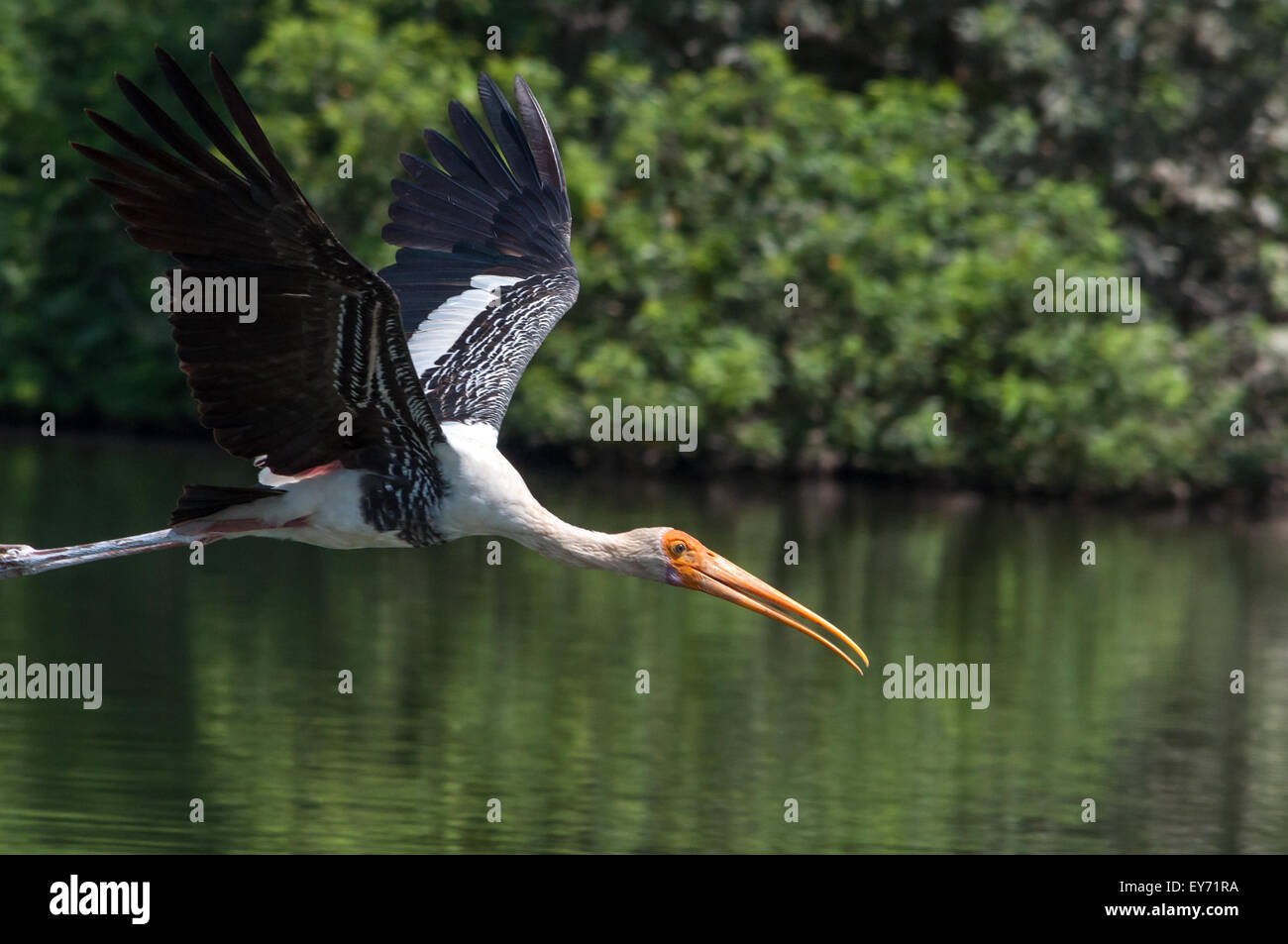 Painted Stork ( Mycteria leucocephala Stock Photo - Alamy