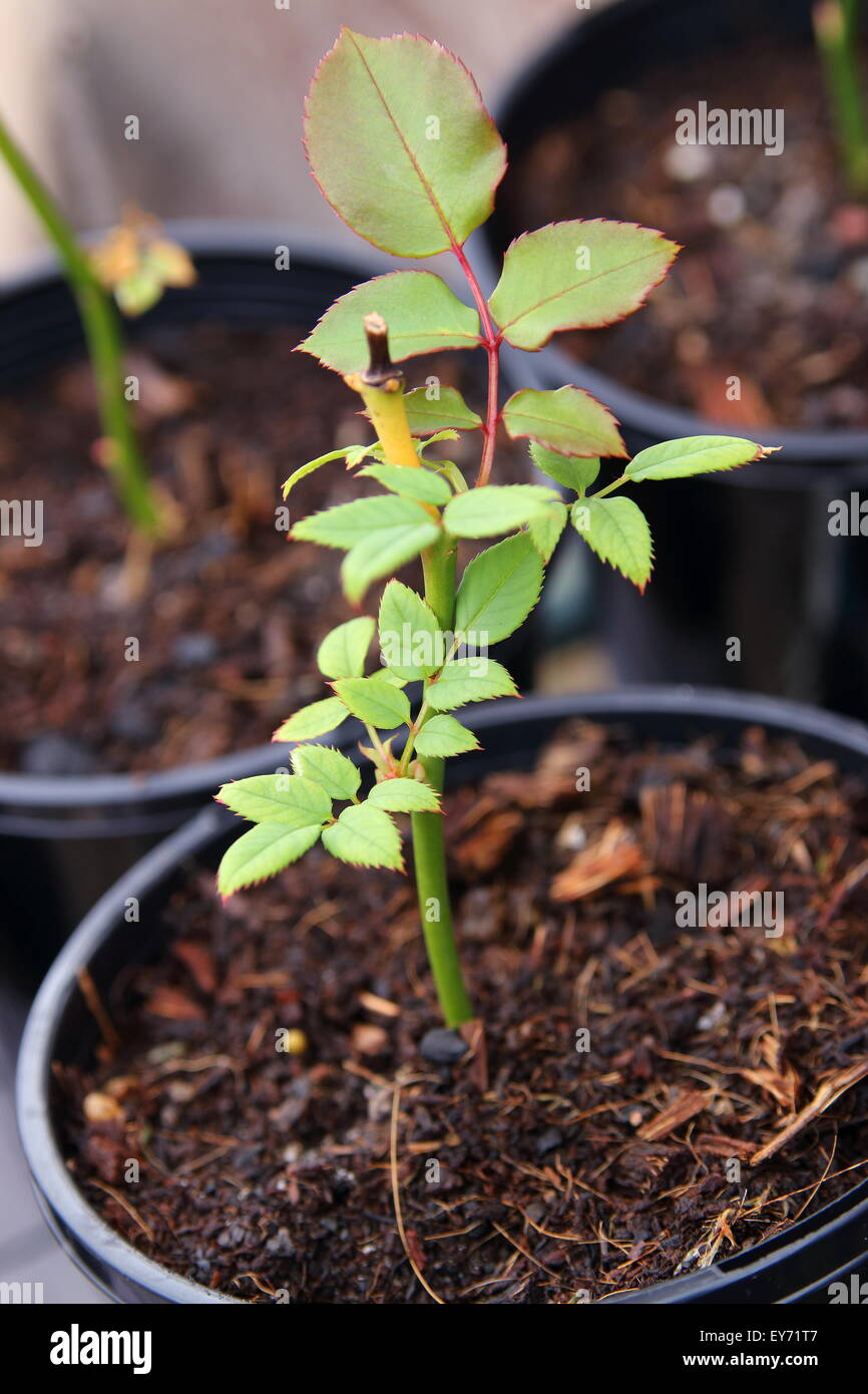 Hardwood cuttings hi-res stock photography and images - Alamy