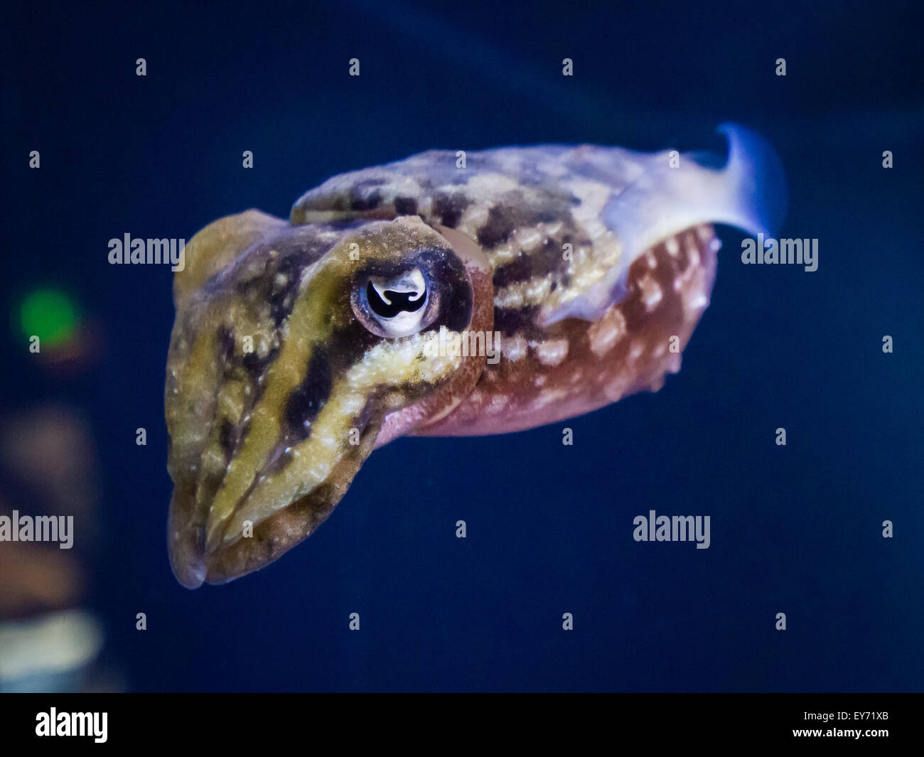 A small cuttlefish floats in the water Stock Photo - Alamy