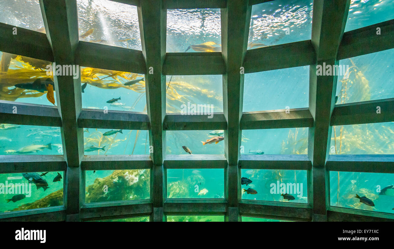Kelp and fish visible in a large aquarium tank through windows with a ...