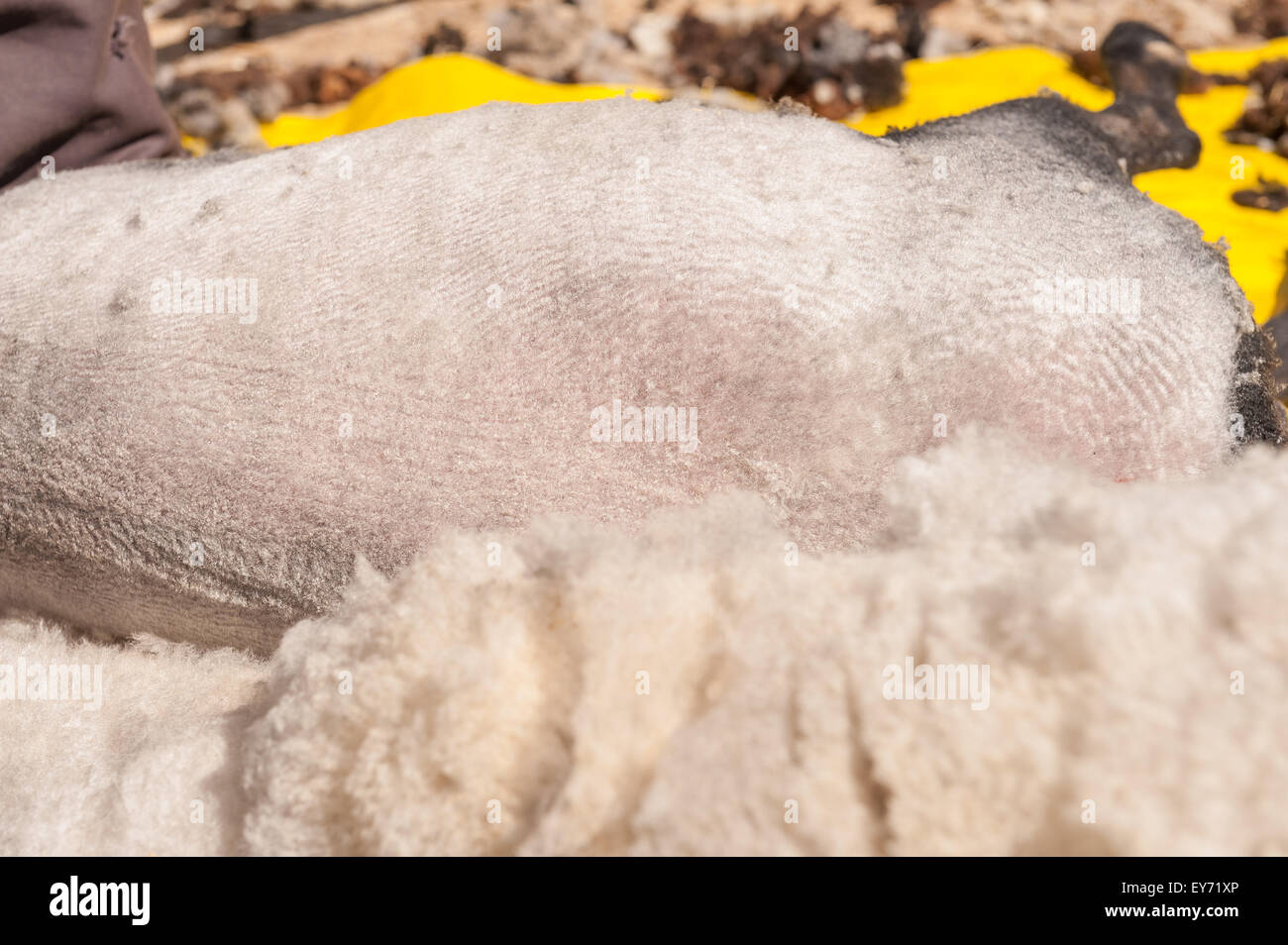Freshly shorn Shetland sheep laying on side with half fleece to clip ...