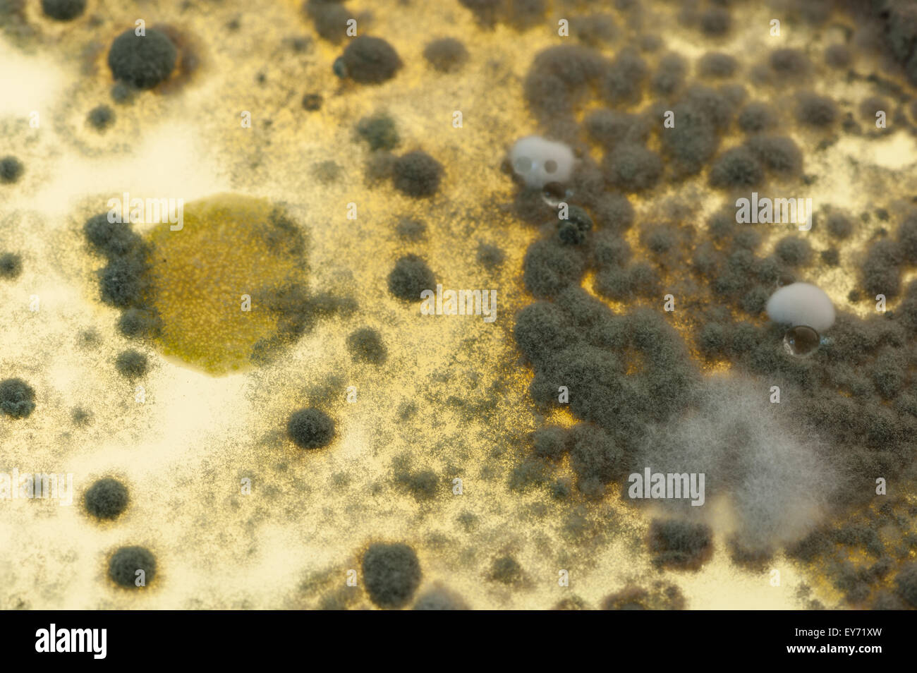 Interesting patterns at boundaries between pin mould fungi and the deep ...