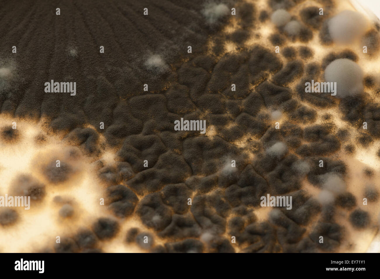 Interesting patterns at boundaries between pin mould fungi and the deep ...