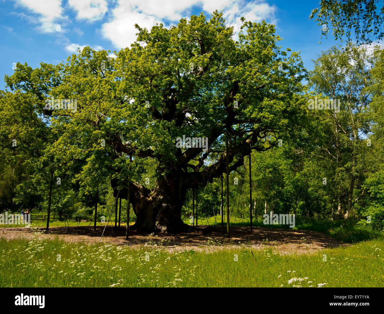 Major oak sherwood hi-res stock photography and images - Alamy