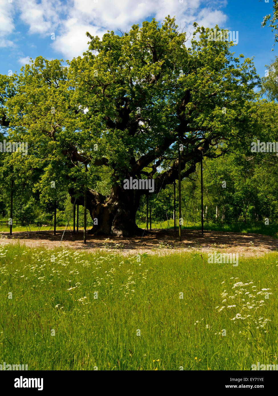 The Major Oak tree Quercus robur in Sherwood Forest Nottinghamshire ...