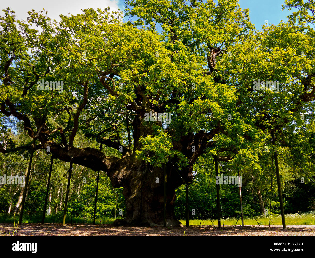 The Major Oak tree Quercus robur in Sherwood Forest Nottinghamshire ...