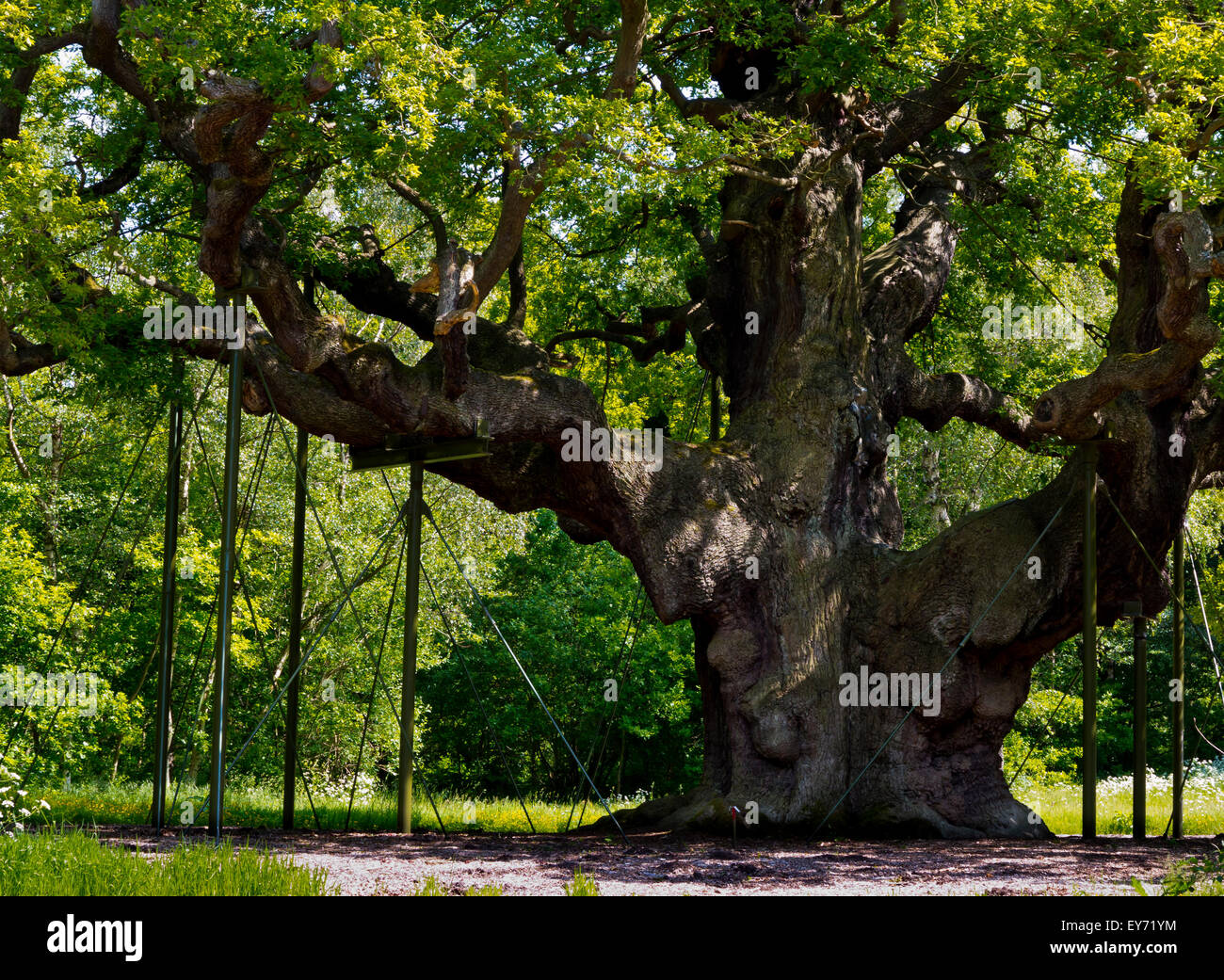 The Major Oak tree Quercus robur in Sherwood Forest Nottinghamshire ...