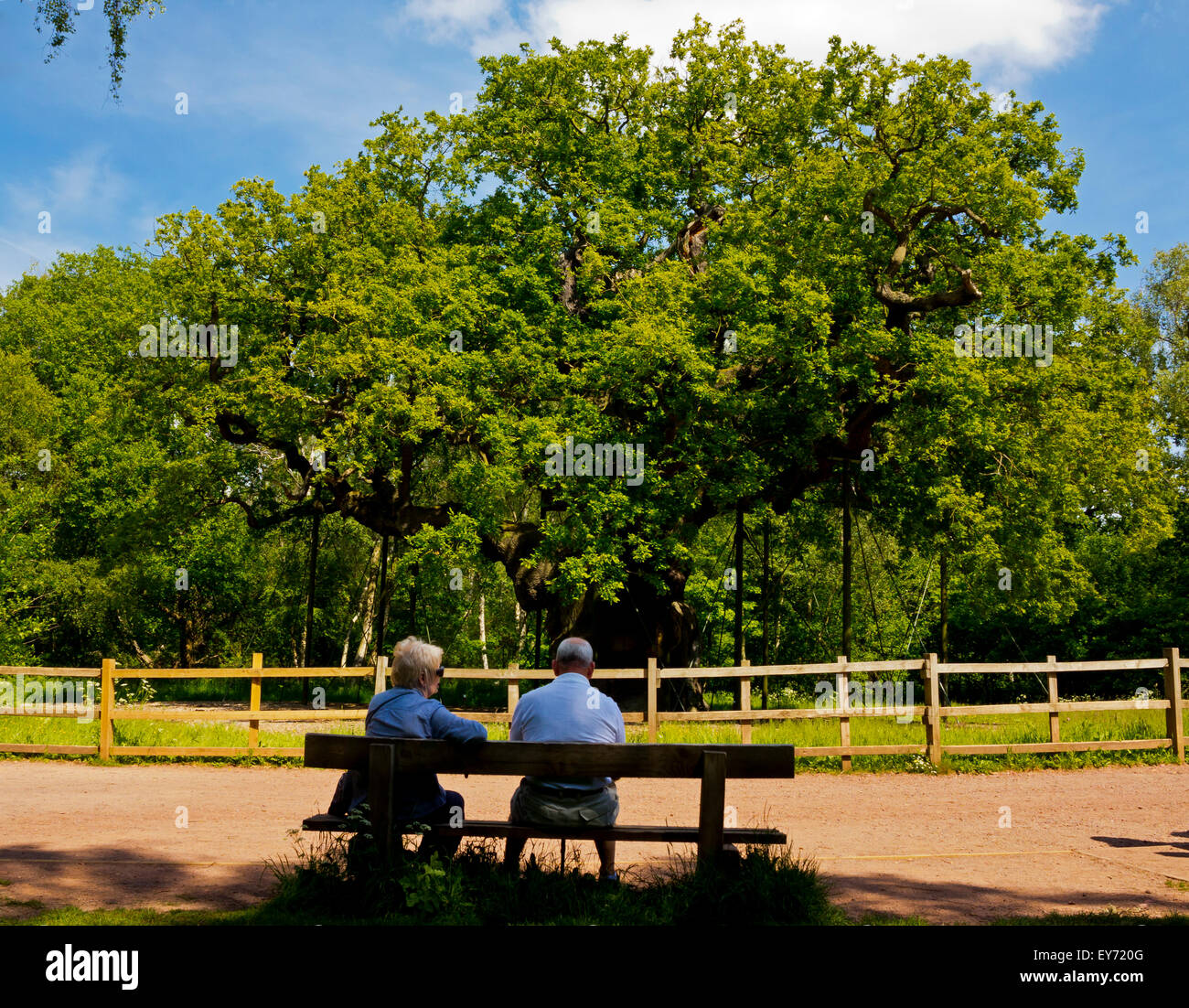 Tourists looking at the Major Oak tree Quercus robur in Sherwood Forest ...