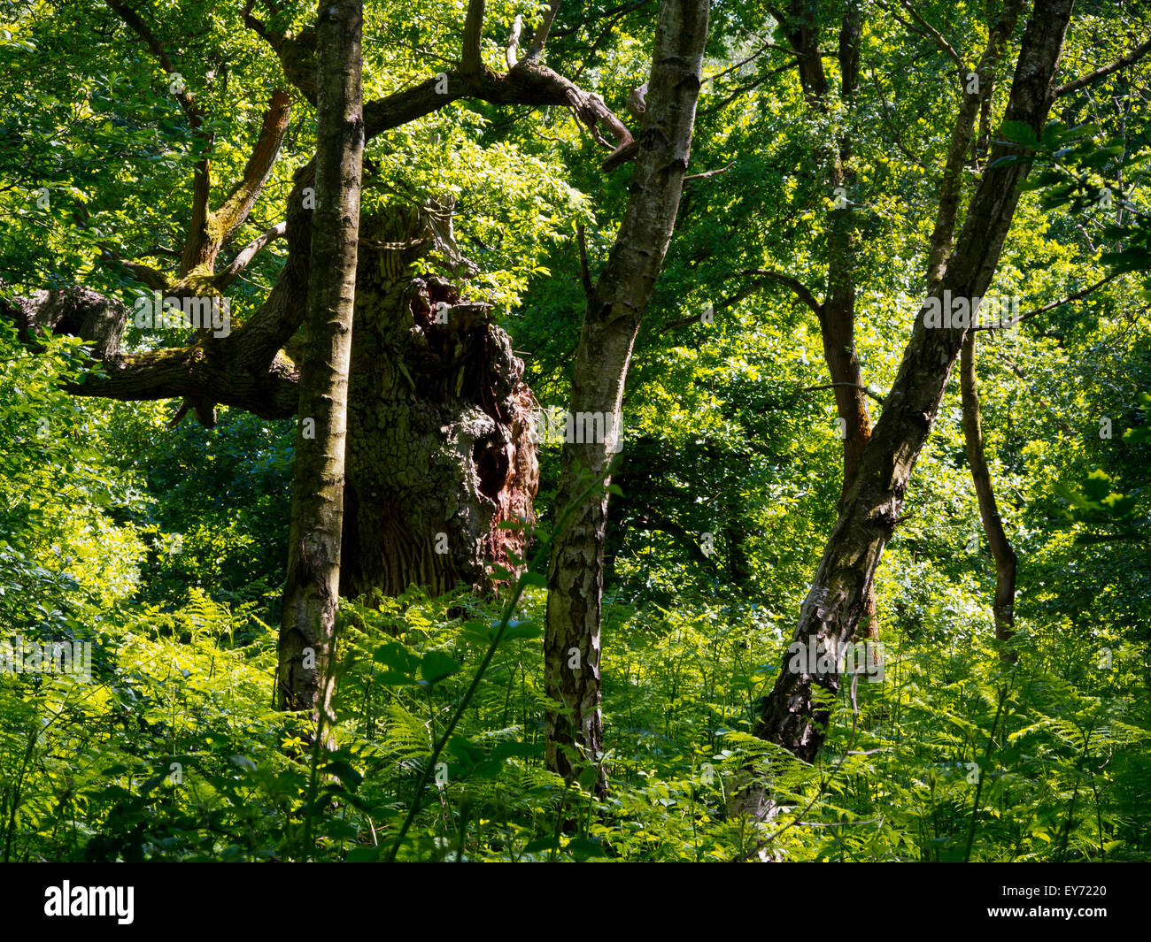 Robin hood link hi-res stock photography and images - Alamy