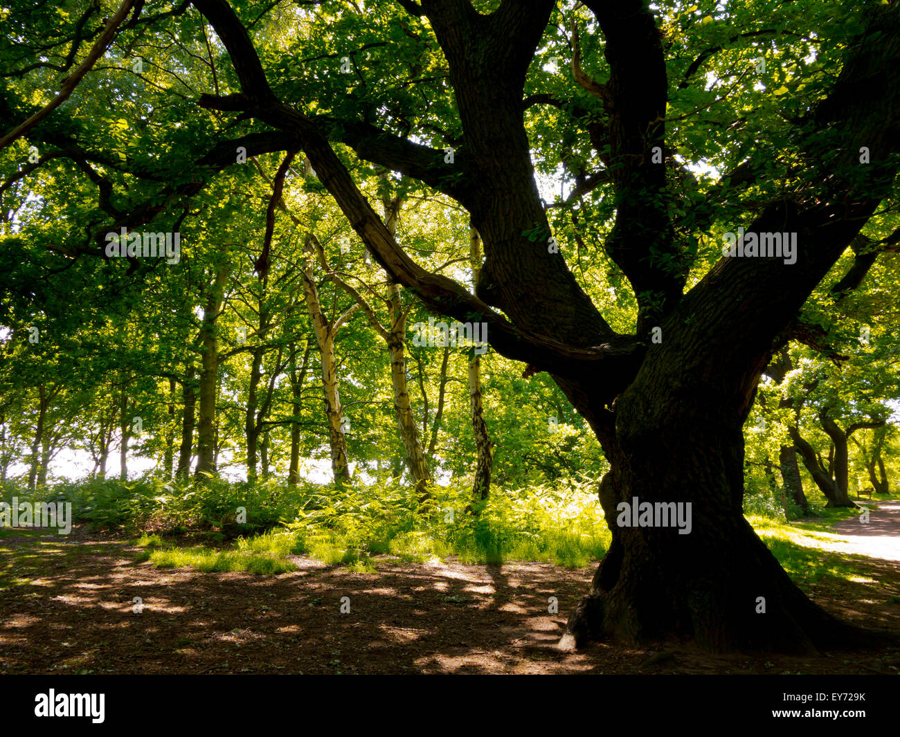Trees in Sherwood Forest near Edwinstowe Nottinghamshire England UK ...