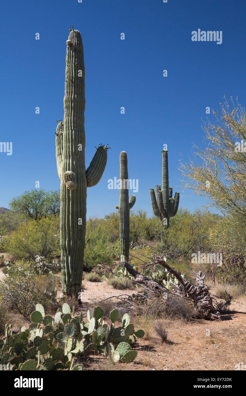 Desert landscape with saguaro cactus in Saguaro National Park near ...