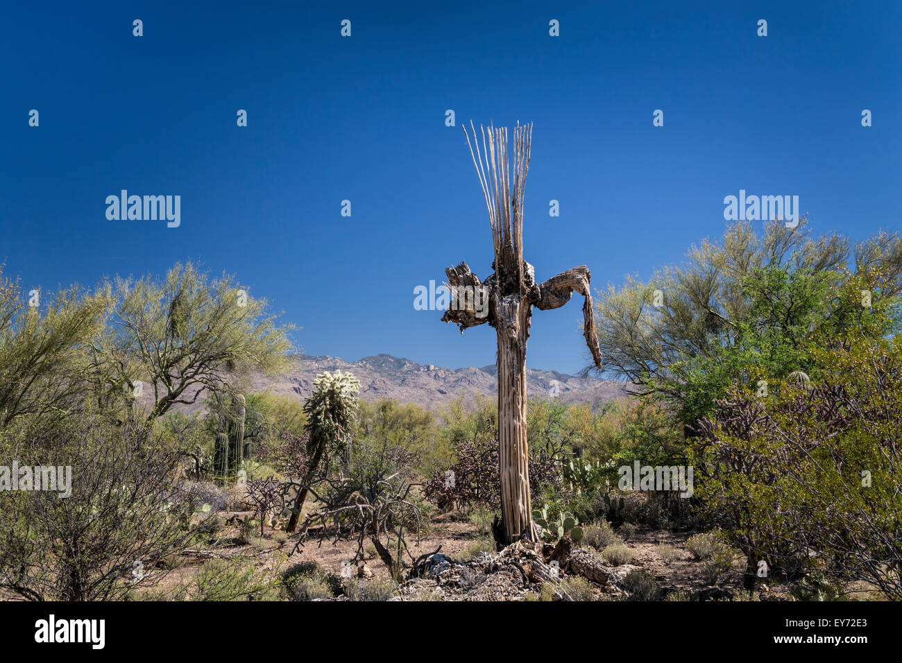 Desert landscape with a dead saguaro cactus skeleton in Saguaro ...